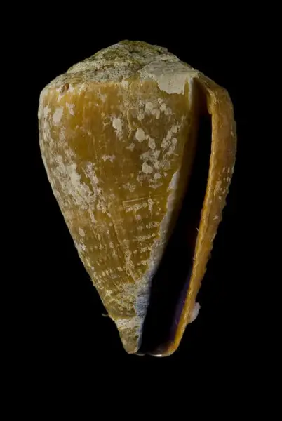 Conus frigidus - факти, дієта, ареал і фотографії на Animalia.bio