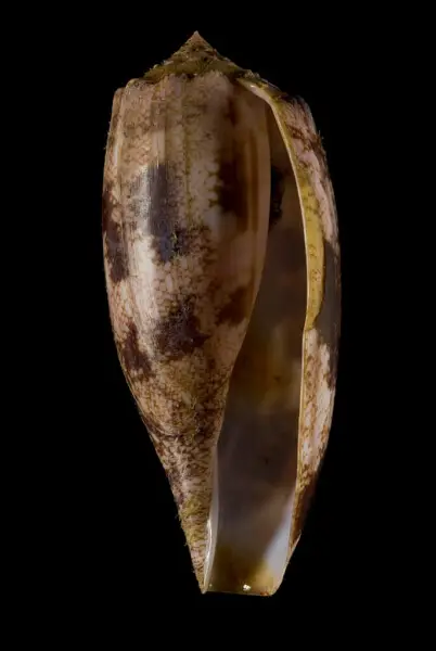 Conus geographus - Facts, Diet, Habitat & Pictures on Animalia.bio