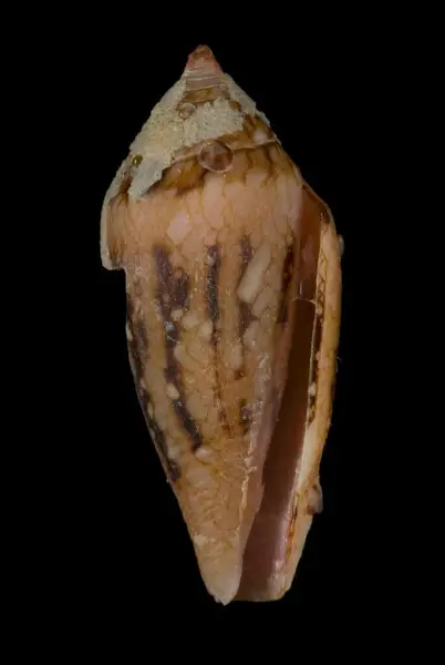 Conus legatus - факти, дієта, ареал і фотографії на Animalia.bio