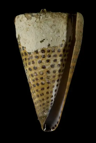 Conus litteratus - Facts, Diet, Habitat & Pictures on Animalia.bio