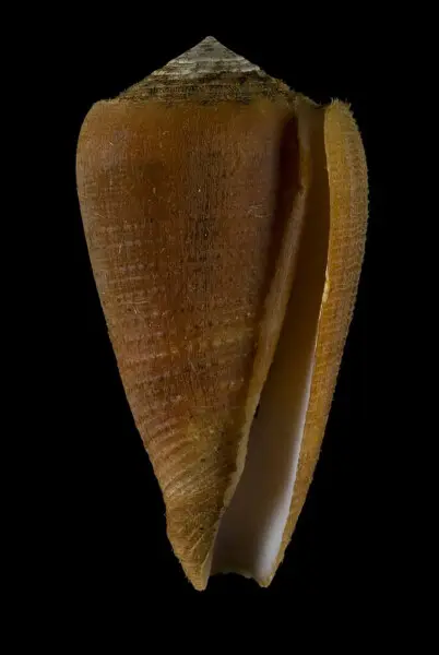 Conus magus - Facts, Diet, Habitat & Pictures on Animalia.bio