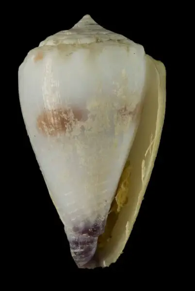 Conus nanus - факти, дієта, ареал і фотографії на Animalia.bio