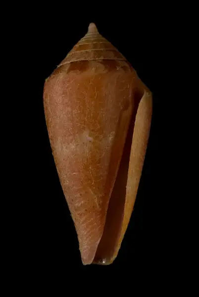 Conus pertusus - факти, дієта, ареал і фотографії на Animalia.bio