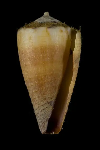 Conus planorbis - Facts, Diet, Habitat & Pictures on Animalia.bio