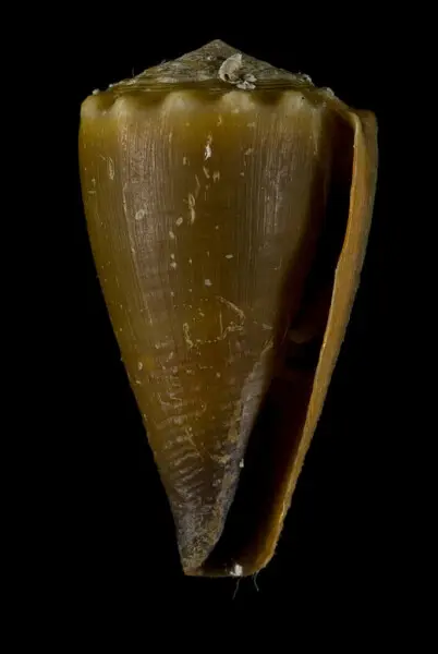 Conus sanguinolentus - Facts, Diet, Habitat & Pictures on Animalia.bio