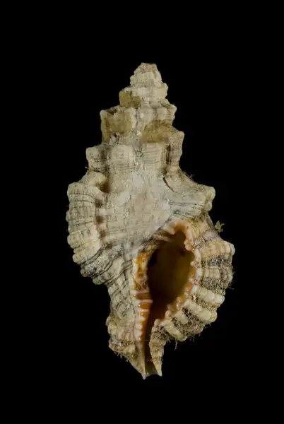 Monoplex nicobaricus - факти, дієта, ареал і фотографії на Animalia.bio