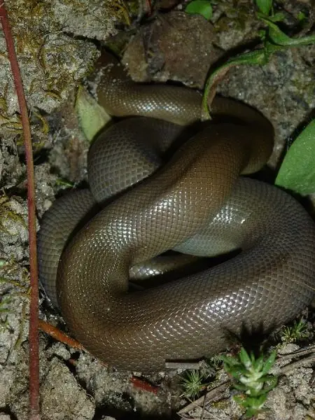 Rubber Boa - Facts, Diet, Habitat & Pictures on Animalia.bio
