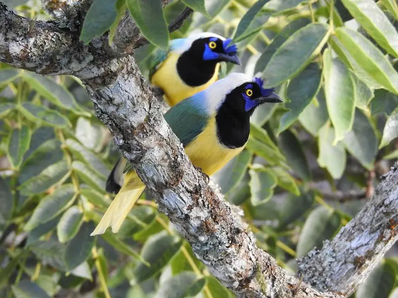 Green Jay - Facts, Diet, Habitat & Pictures on Animalia.bio