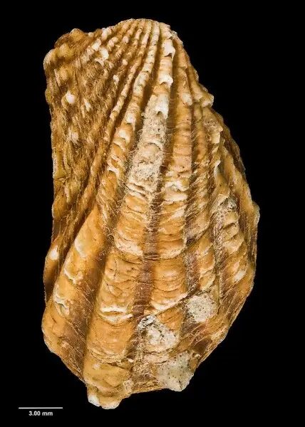 Cardita distorta - Facts, Diet, Habitat & Pictures on Animalia.bio