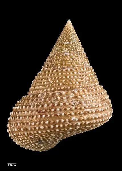 Maurea osbornei - Facts, Diet, Habitat & Pictures on Animalia.bio