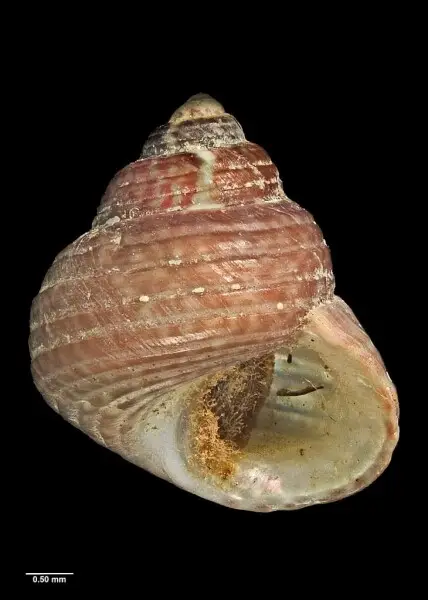 Micrelenchus sanguineus - факти, дієта, ареал і фотографії на Animalia.bio