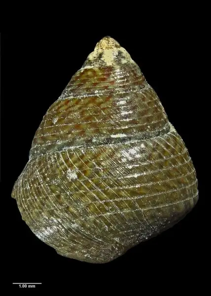 Micrelenchus sanguineus - факти, дієта, ареал і фотографії на Animalia.bio