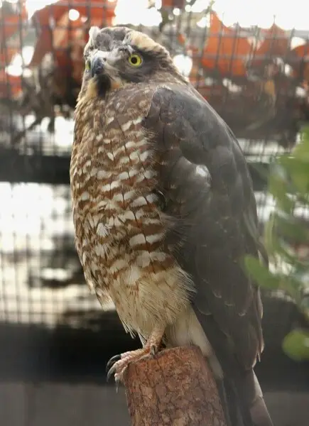 Grey-faced buzzard - Facts, Diet, Habitat & Pictures on Animalia.bio
