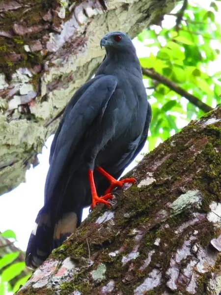 Geranospiza caerulescens - факти, дієта, ареал і фотографії на Animalia.bio