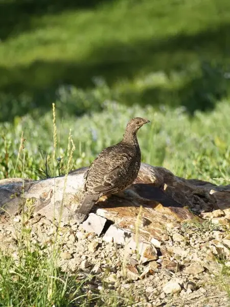 Dusky grouse - Facts, Diet, Habitat & Pictures on Animalia.bio