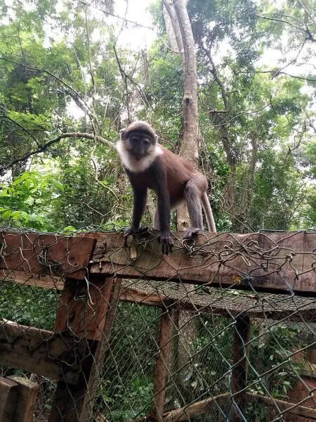 White-throated guenon - Facts, Diet, Habitat & Pictures on Animalia.bio
