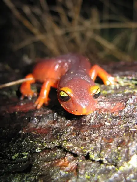 Ensatina - Facts, Diet, Habitat & Pictures on Animalia.bio