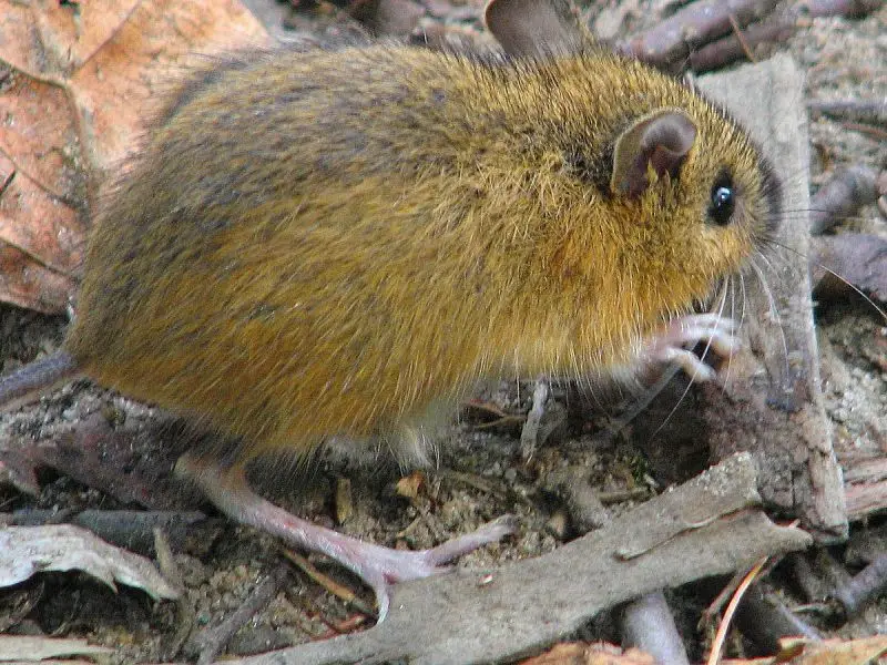 Woodland Jumping Mouse - Facts, Diet, Habitat & Pictures on Animalia.bio