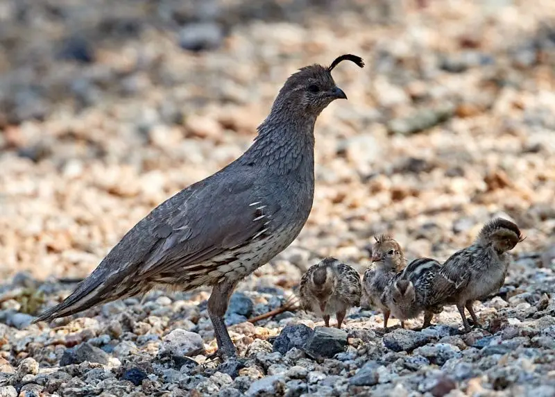 Gambel's Quail - Facts, Diet, Habitat & Pictures on Animalia.bio