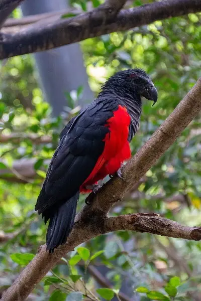 Pesquet's Parrot - Facts, Diet, Habitat & Pictures on Animalia.bio
