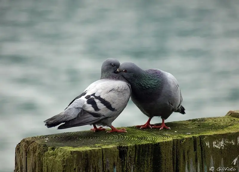 Rock Dove - Facts, Diet, Habitat & Pictures on Animalia.bio