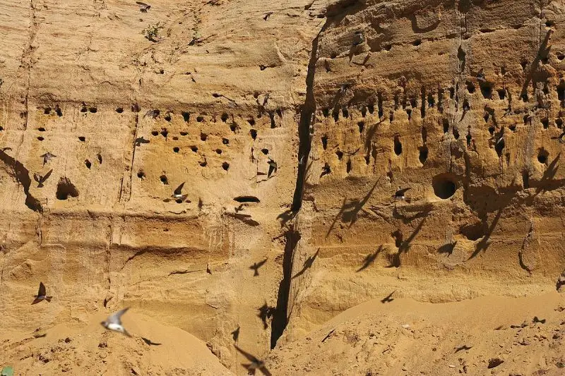 Sand Martin - Facts, Diet, Habitat & Pictures on Animalia.bio