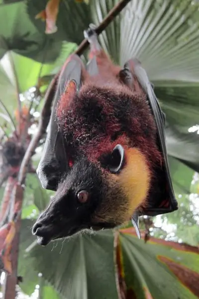 Giant Golden-Crowned Flying Fox - Facts, Diet, Habitat & Pictures on ...