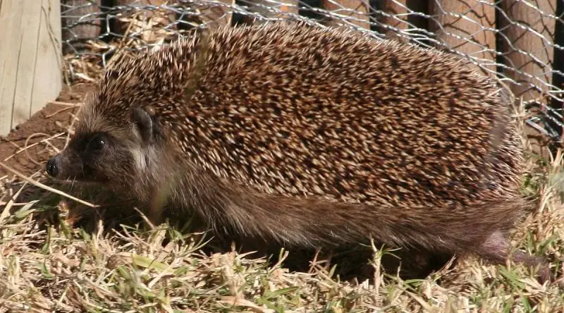 Southern African Hedgehog - Facts, Diet, Habitat & Pictures on Animalia.bio
