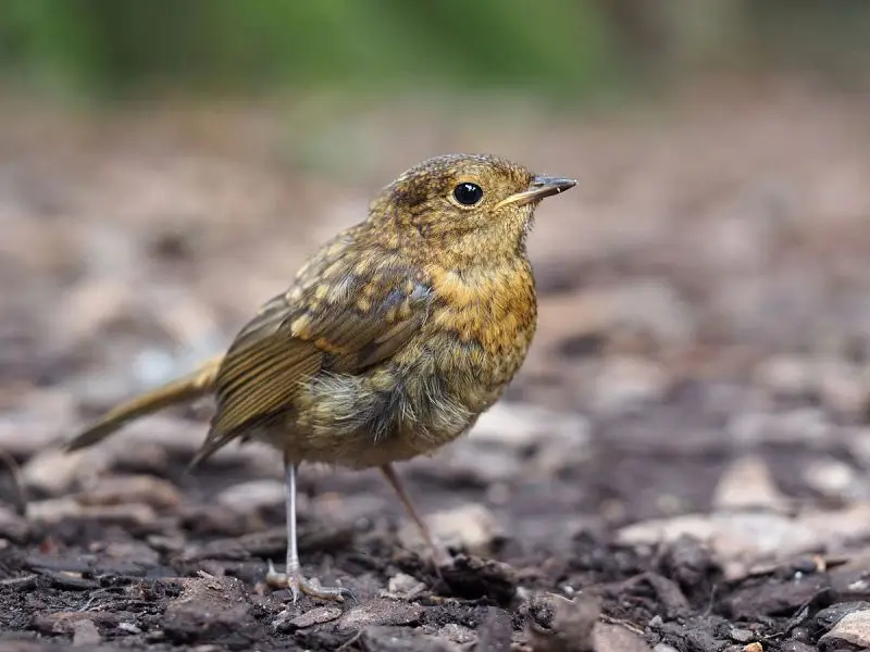 European Robin - Facts, Diet, Habitat & Pictures on Animalia.bio