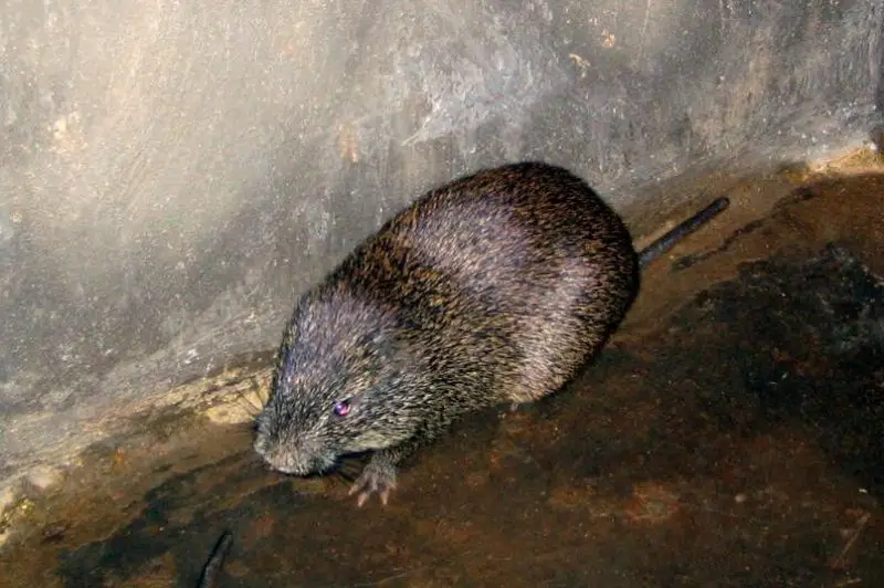 Greater Cane Rat - Facts, Diet, Habitat & Pictures on Animalia.bio