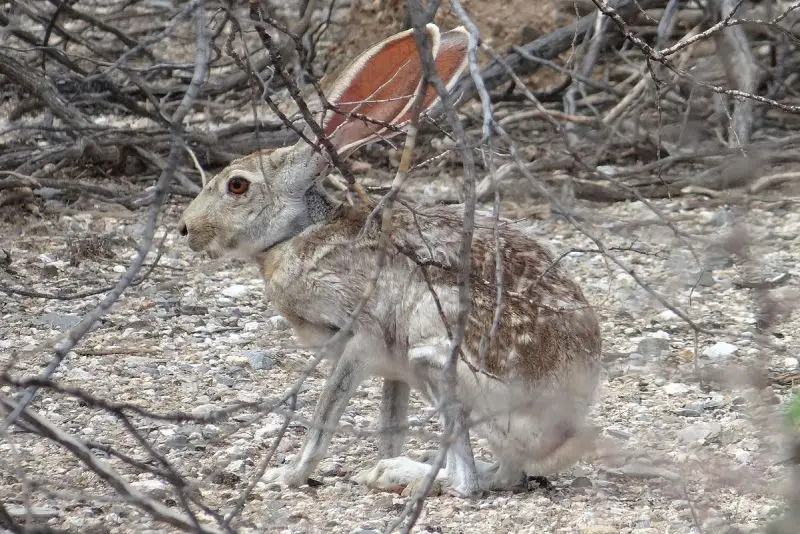 Antelope Jackrabbit - Facts, Diet, Habitat & Pictures on Animalia.bio