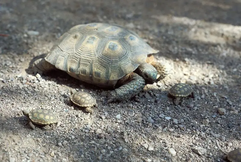 Desert Tortoise - Facts, Diet, Habitat & Pictures on Animalia.bio