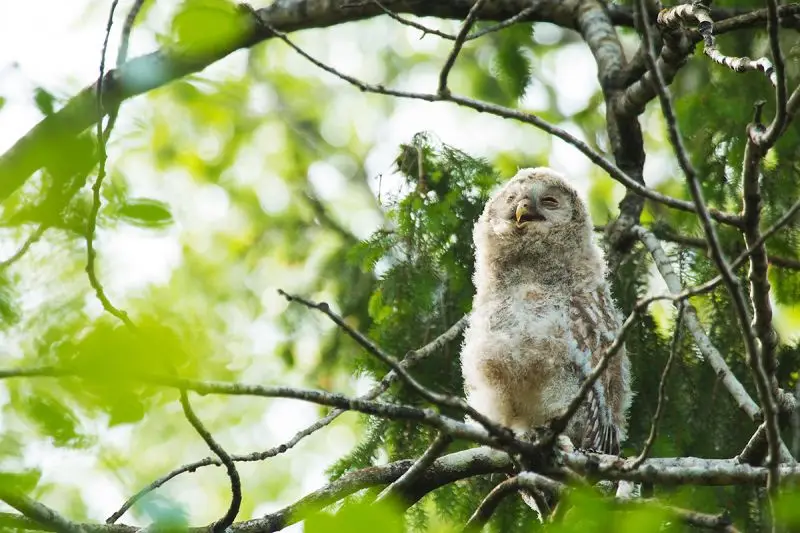 Ural Owl - Facts, Diet, Habitat & Pictures on Animalia.bio