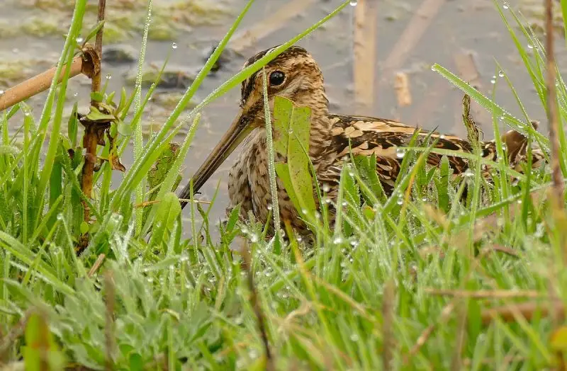 Common Snipe - Facts, Diet, Habitat & Pictures on Animalia.bio
