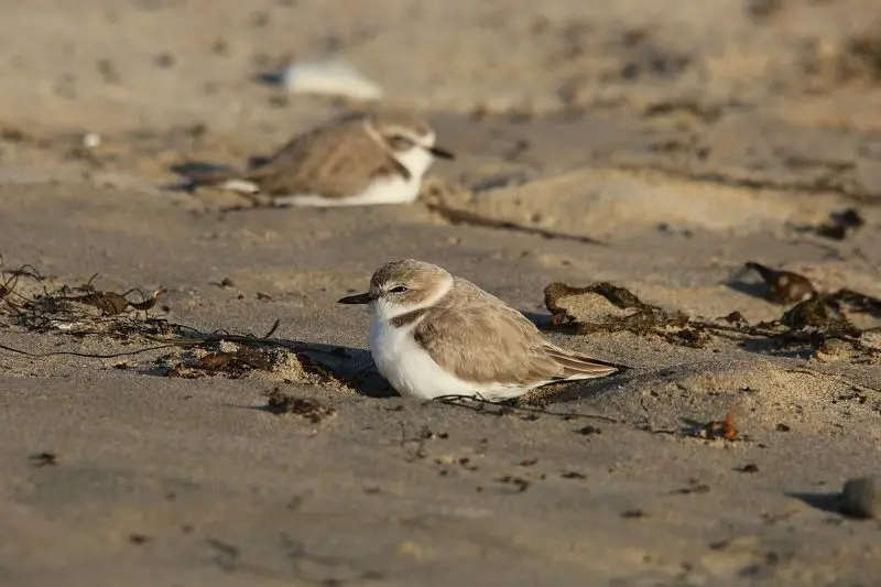 Snowy Plover - Facts, Diet, Habitat & Pictures on Animalia.bio