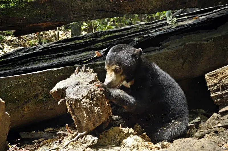 Sun Bear - Facts, Diet, Habitat & Pictures on Animalia.bio