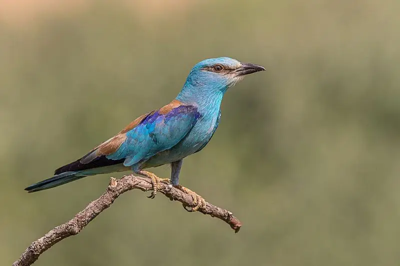 European Roller - Facts, Diet, Habitat & Pictures on Animalia.bio