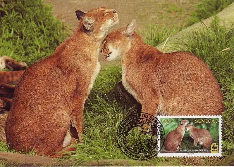 African Golden Cat - Facts, Diet, Habitat & Pictures on Animalia.bio