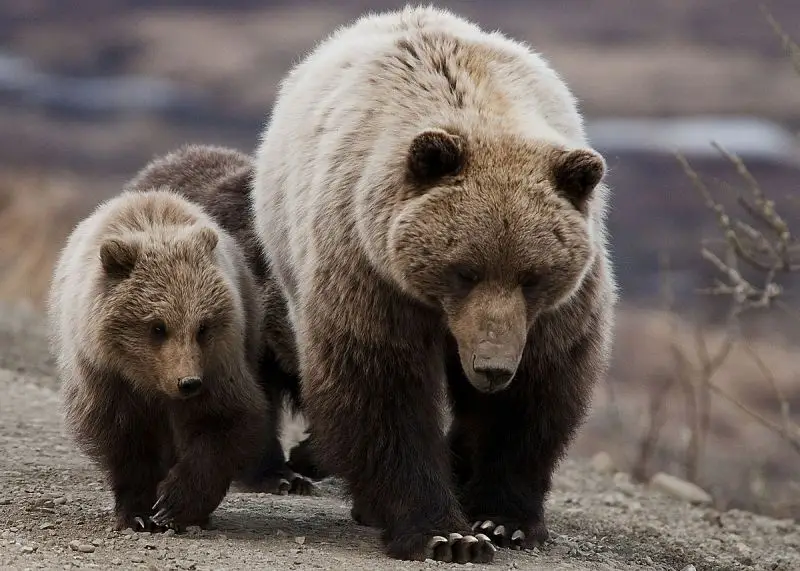 Brown Bear - Facts, Diet, Habitat & Pictures on Animalia.bio