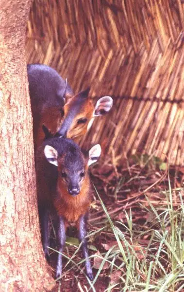 Red-Flanked Duiker - Facts, Diet, Habitat & Pictures on Animalia.bio