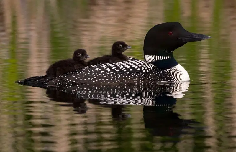 Common Loon - Facts, Diet, Habitat & Pictures on Animalia.bio
