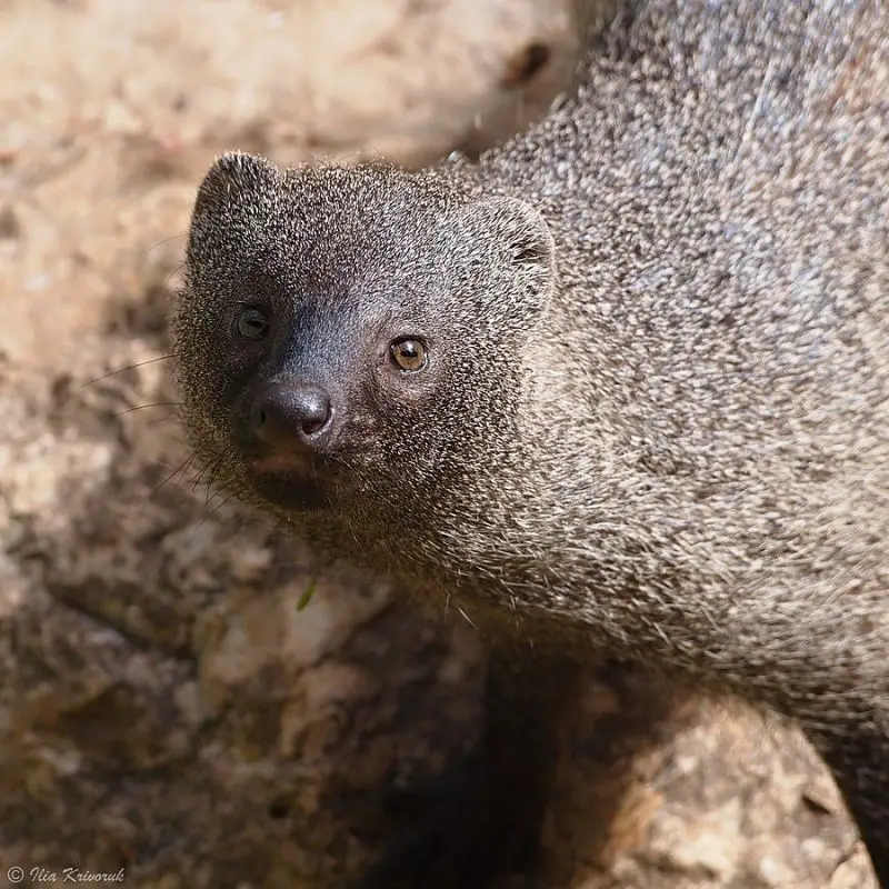 Egyptian Mongoose - Facts, Diet, Habitat & Pictures on Animalia.bio