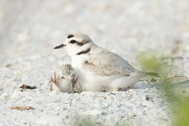 Snowy Plover - Facts, Diet, Habitat & Pictures on Animalia.bio