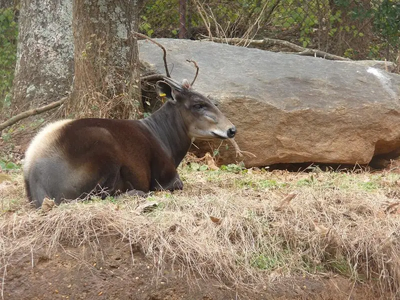 Yellow-Backed Duiker - Facts, Diet, Habitat & Pictures on Animalia.bio