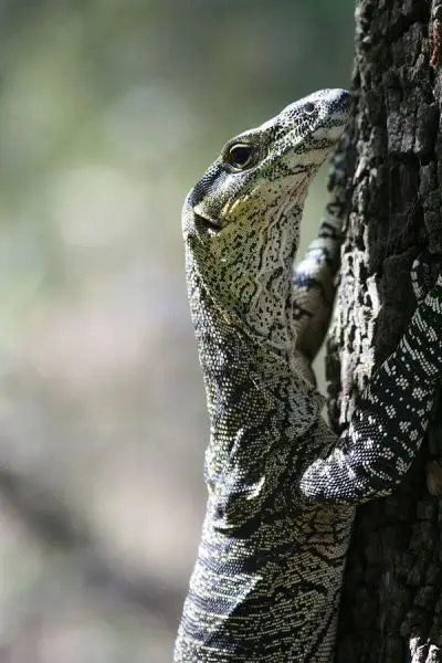Lace Monitor - Facts, Diet, Habitat & Pictures on Animalia.bio