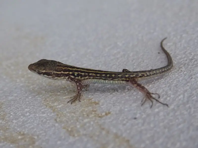 Italian Wall Lizard - Facts, Diet, Habitat & Pictures on Animalia.bio