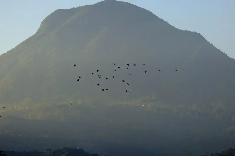 Blue-Headed Parrot - Facts, Diet, Habitat & Pictures on Animalia.bio