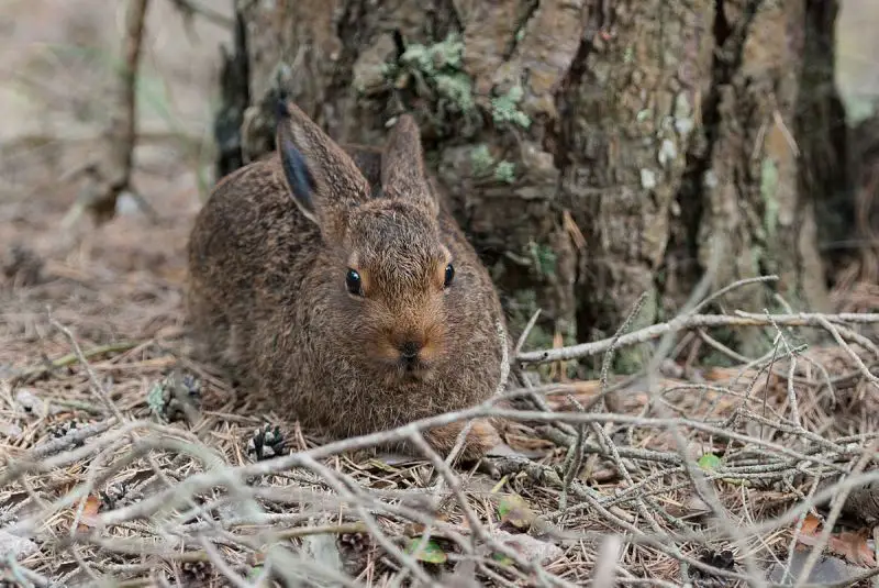 Mountain Hare - Facts, Diet, Habitat & Pictures on Animalia.bio