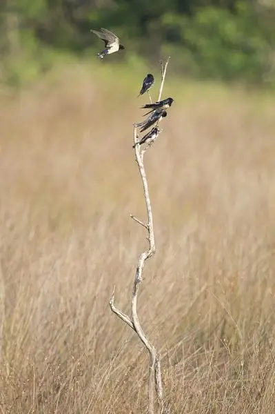Barn Swallow - Facts, Diet, Habitat & Pictures on Animalia.bio