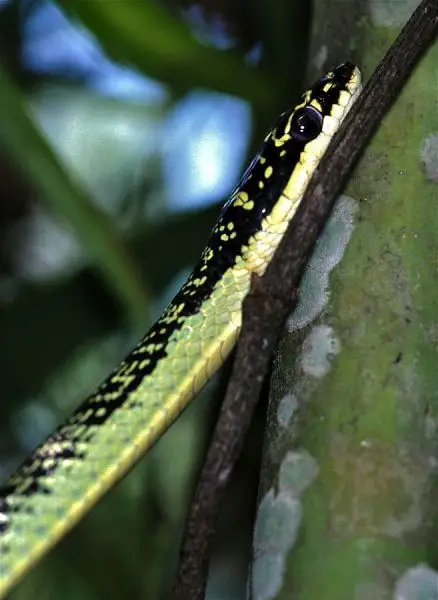 Golden Tree Snake - Facts, Diet, Habitat & Pictures on Animalia.bio